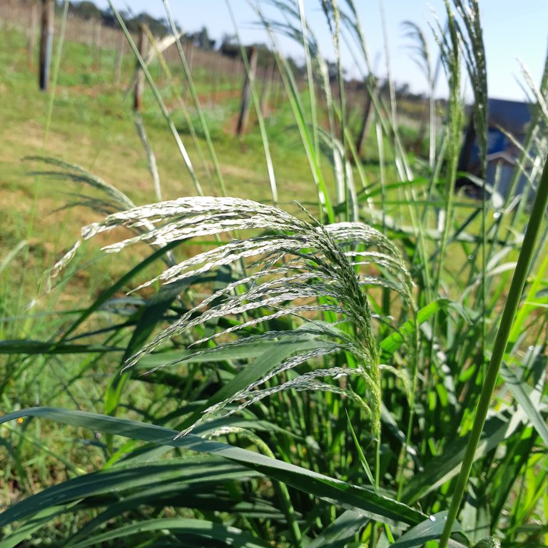 O manejo pós-colheita de verão é importante! - AgroSmart